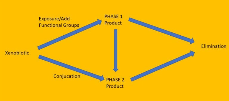A Guide to the Detoxification Process - Plaskett College